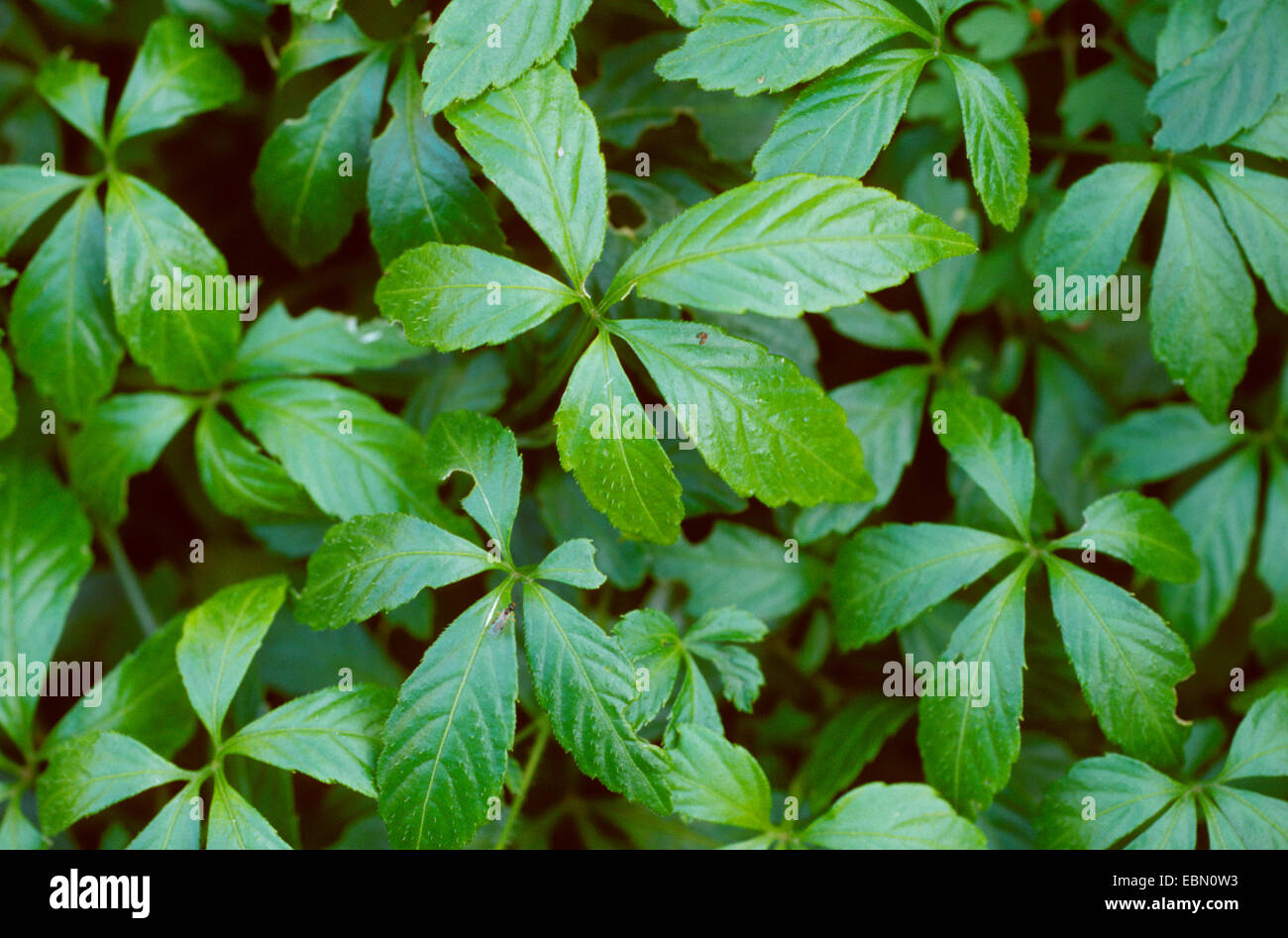 Jiaogulan (Gynostemma pentaphyllum), leaves Stock Photo - Alamy