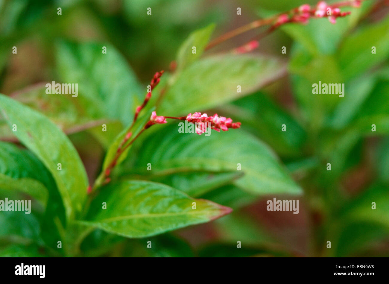 Japanese indigoo hi-res stock photography and images - Alamy