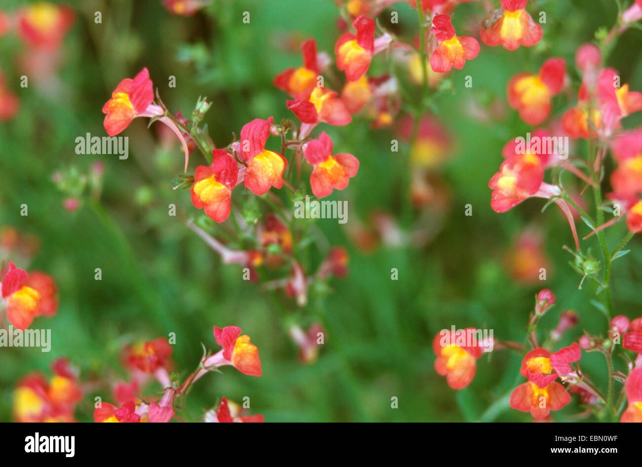 annual toadflax (Linaria maroccana), blooming Stock Photo - Alamy