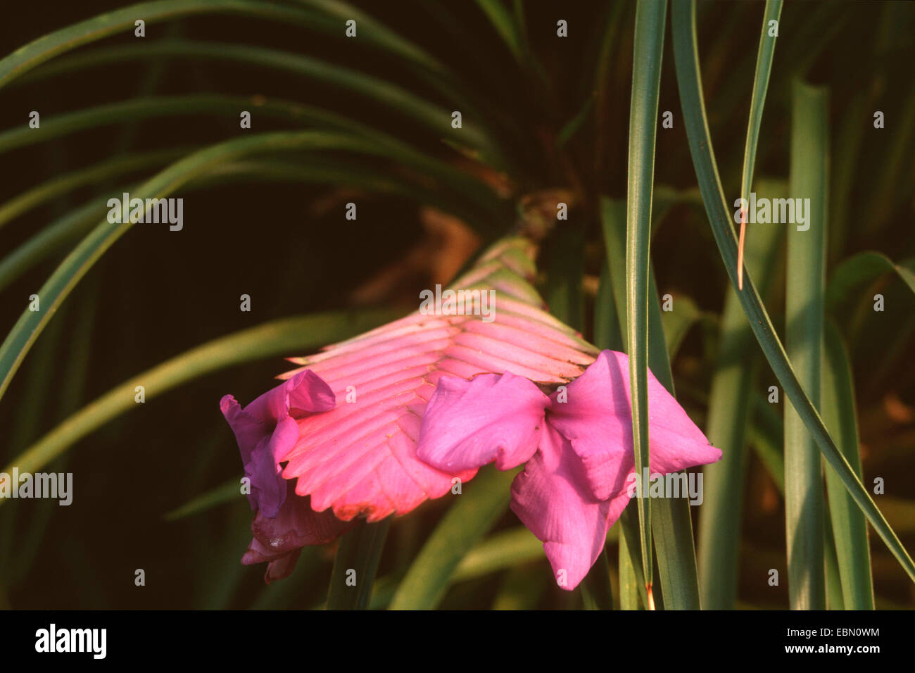 Pink quill bromeliads hi-res stock photography and images - Alamy