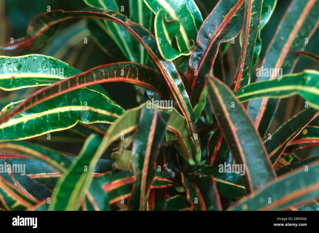 Croton (Codiaeum variegatum 'Interruptum', Codiaeum variegatum ...