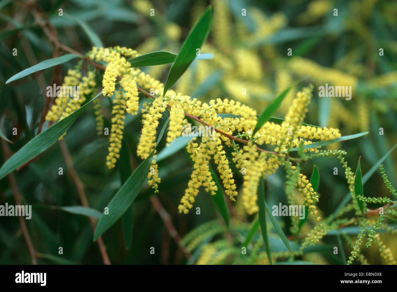 Gossamer Wattle, Grossamer Wattle, Weeping Acacia, White Sallow Wattle ...