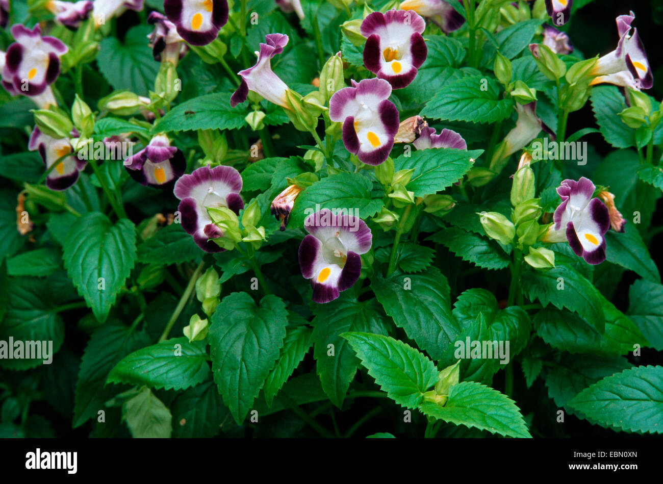 Bluewings, Wishbone Flower (Torenia fournieri), blooming Stock Photo ...