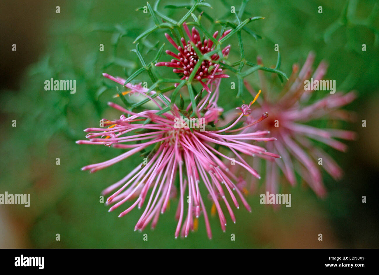 Rose Cone Flower (Isopogon formosus, Isopogon formosum), blooming Stock ...