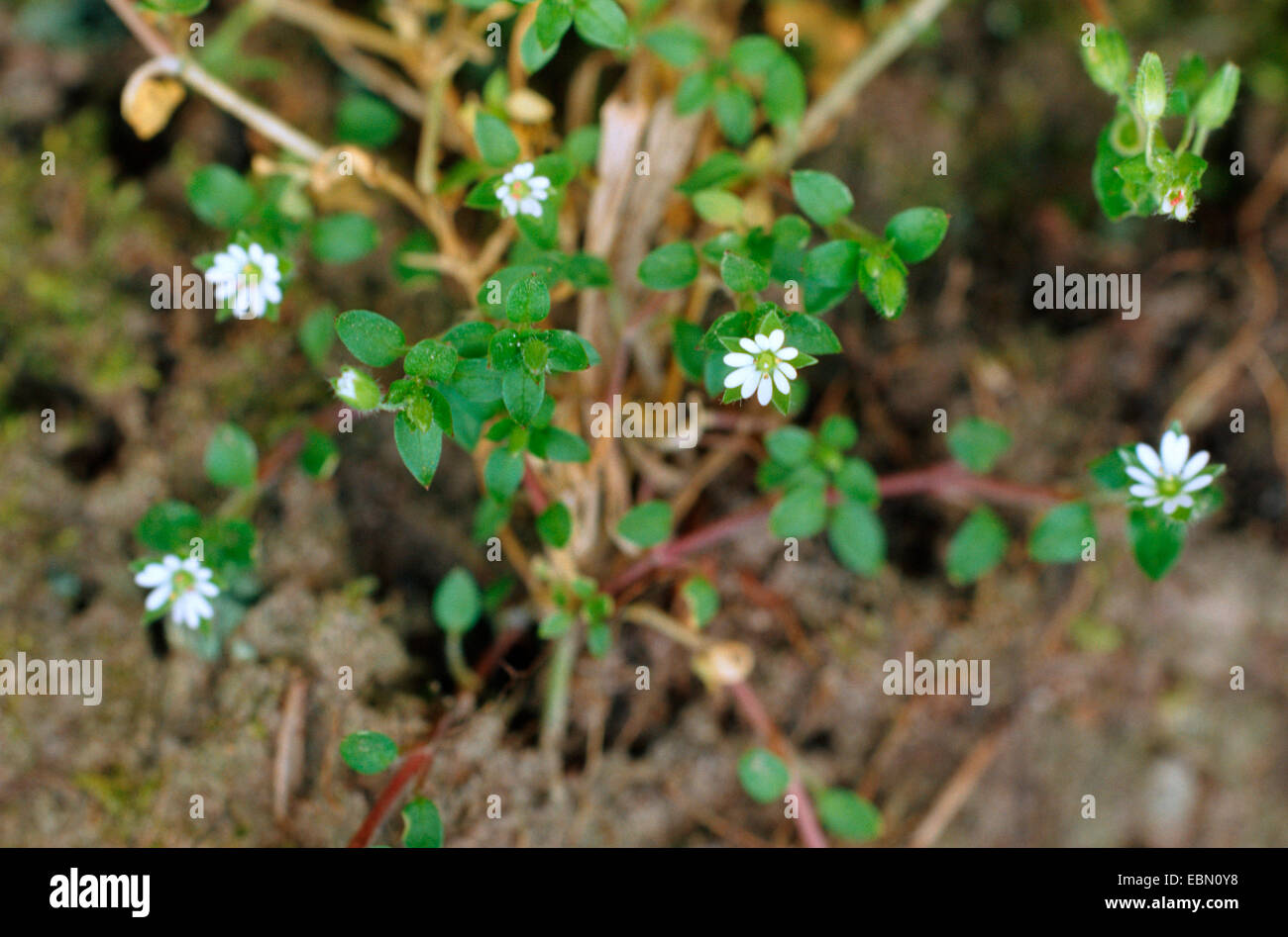 common chickweed (Stellaria media), blooming Stock Photo - Alamy