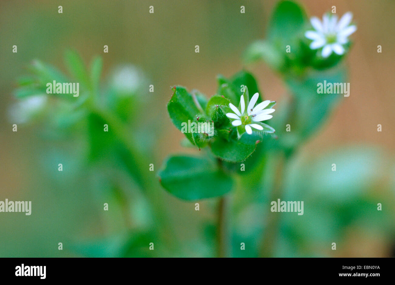 common chickweed (Stellaria media), blooming Stock Photo - Alamy