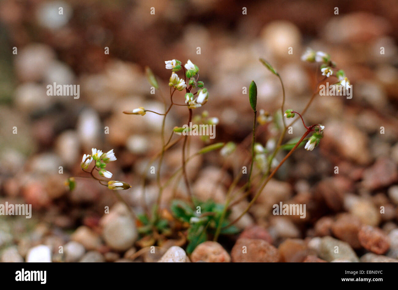 Spring draba, Shadflower, Nailwort, Vernal whitlow grass, Early witlow ...