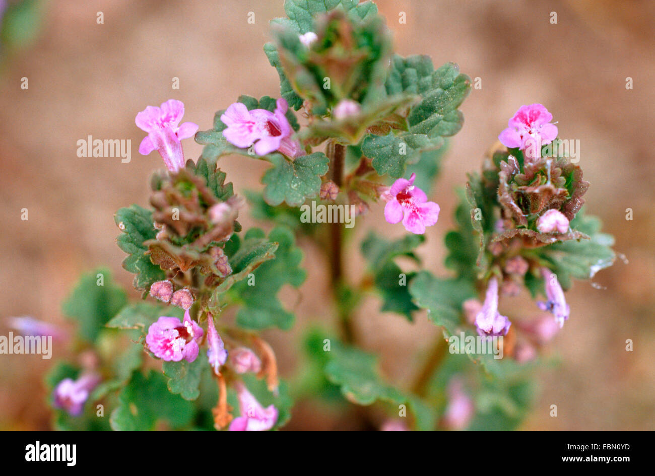 gill-over-the-ground, ground ivy (Glechoma hederacea), blooming ...