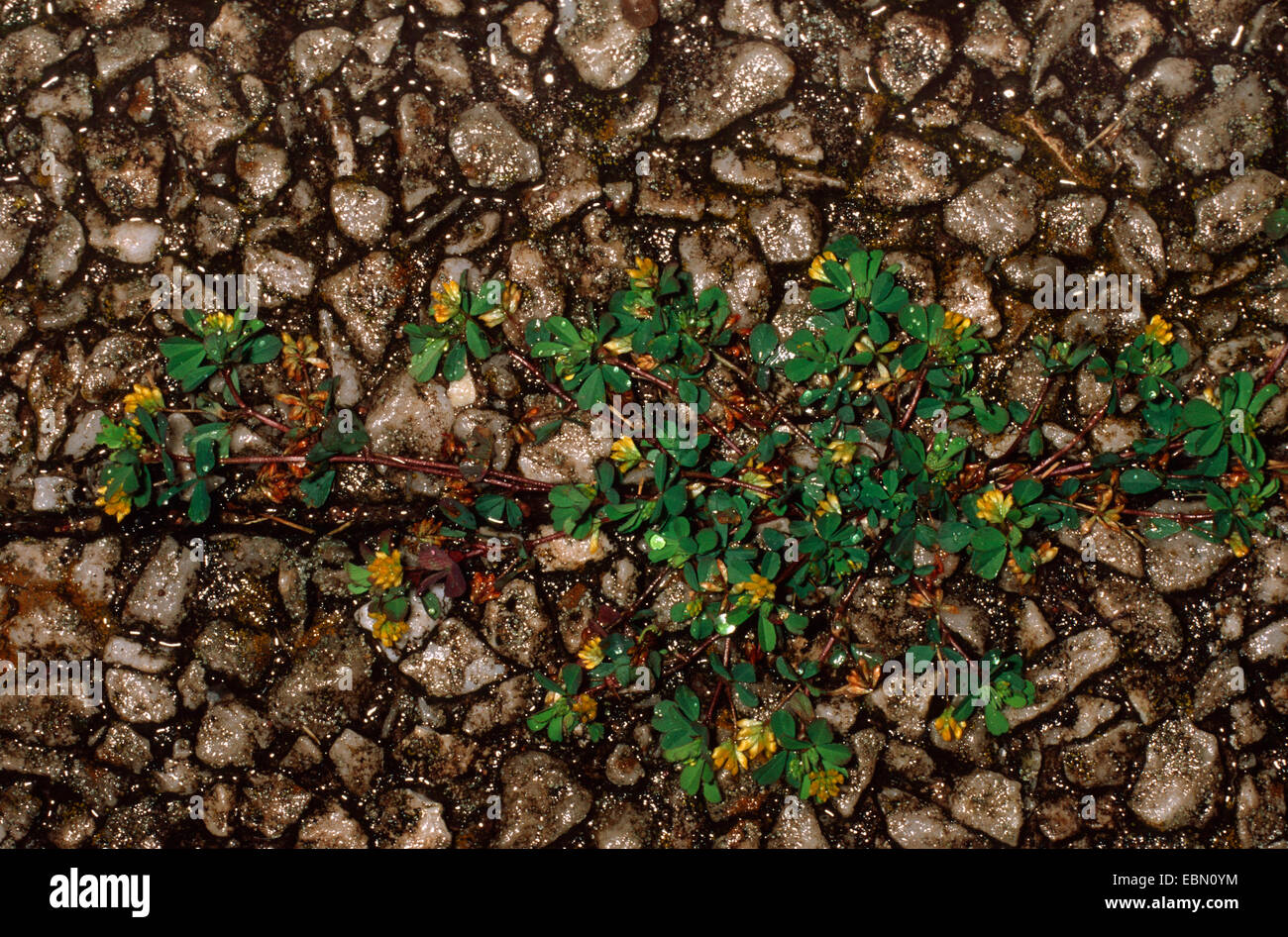 least hop clover, lesser trefoil, lesser yellow trefoil, small hop ...