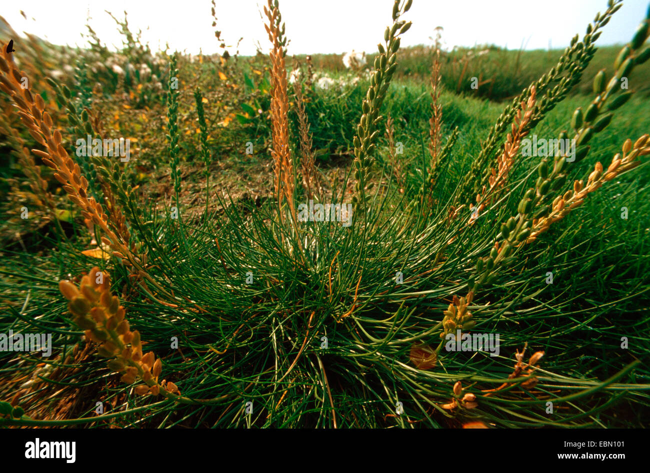 sea arrowgrass, common bog arrow-grass, seaside arrowgrass (Triglochin ...