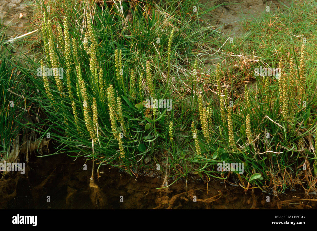 Sea arrowgrass hi-res stock photography and images - Alamy