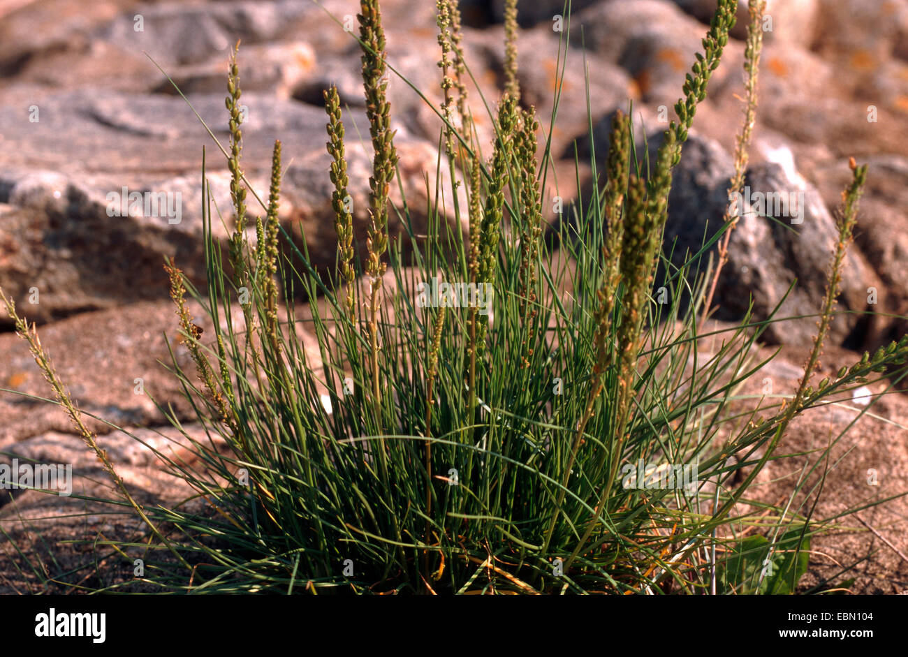 sea arrowgrass, common bog arrow-grass, seaside arrowgrass (Triglochin ...