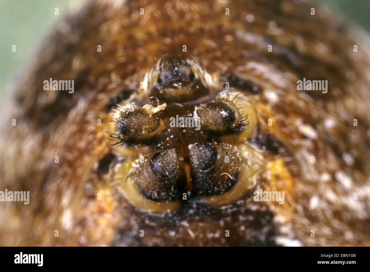 Useing Their Spiders Spinnerets