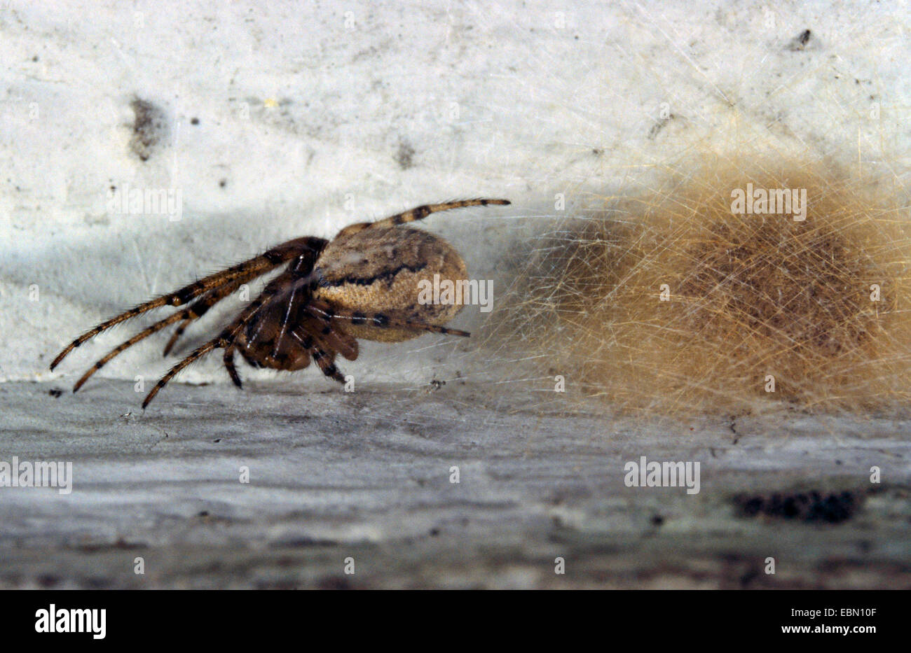 sector spider (Zygiella x-notata), female with cocoon in a gossamer ...