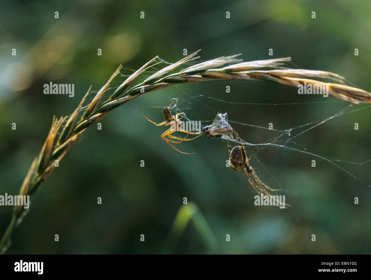 Autumn orbweaver (Meta segmentata, Metellina segmentata), couple with ...