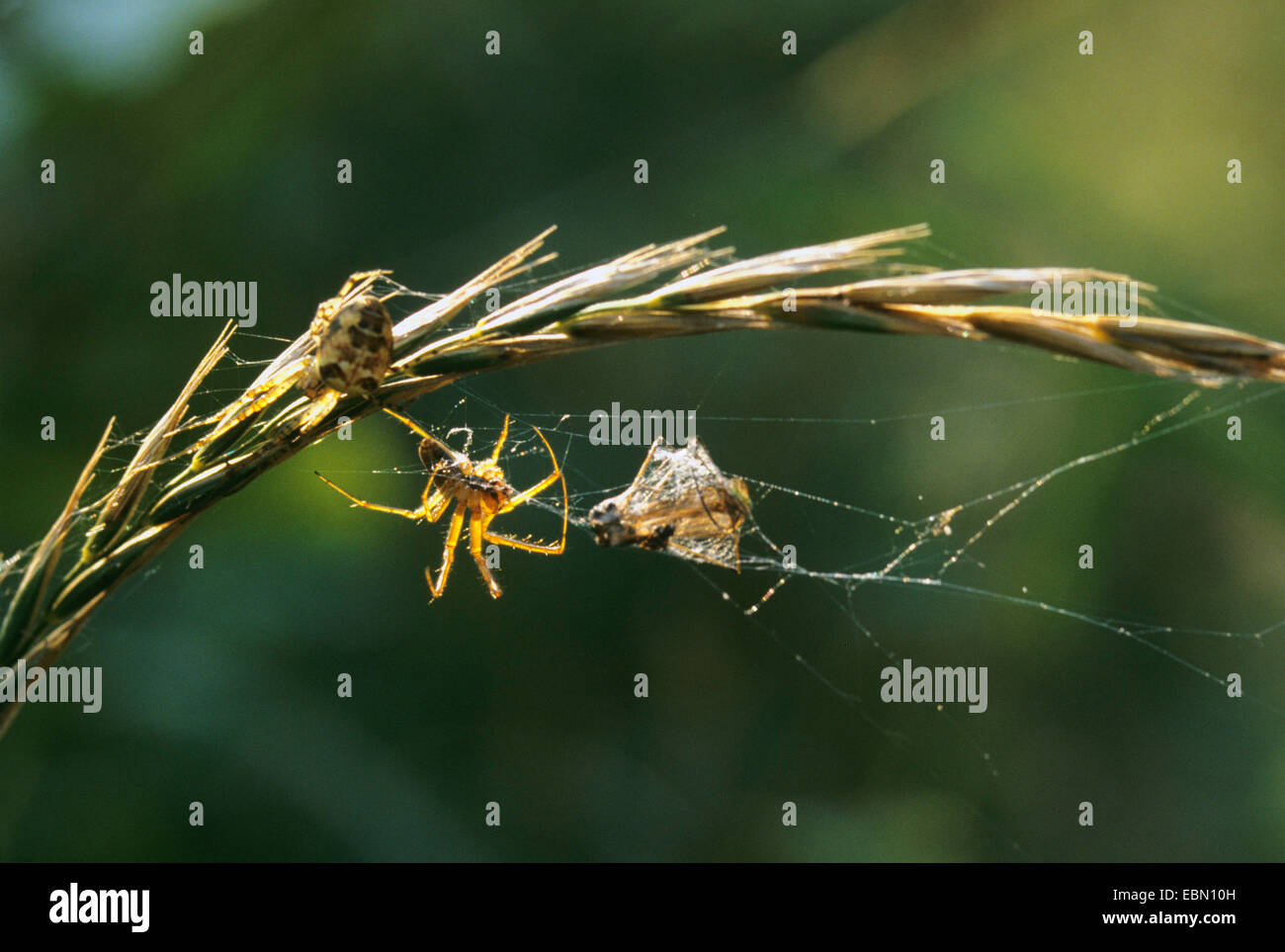 Meta segmentata hi-res stock photography and images - Alamy