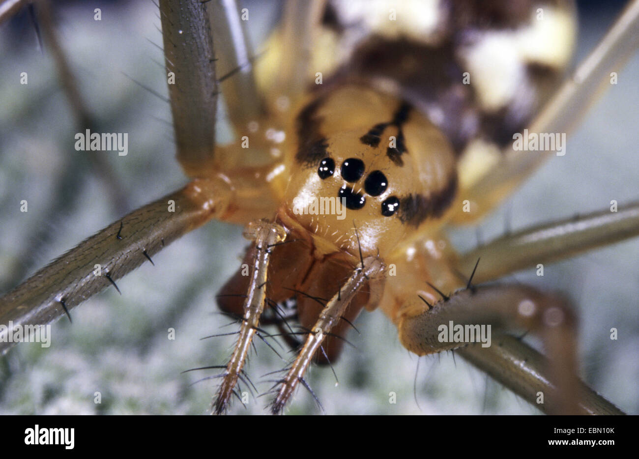 Sheet-web weaver, Line-weaving spider, Line weaver (Linyphia ...
