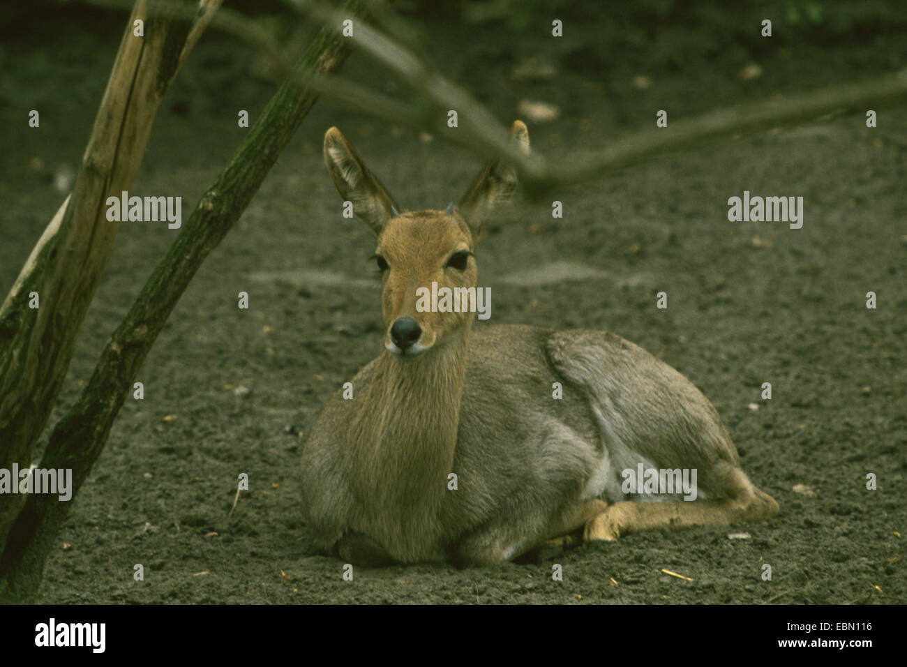 Mountain reedbuck (Redunca fulvorufula), female lying in outdoor ...