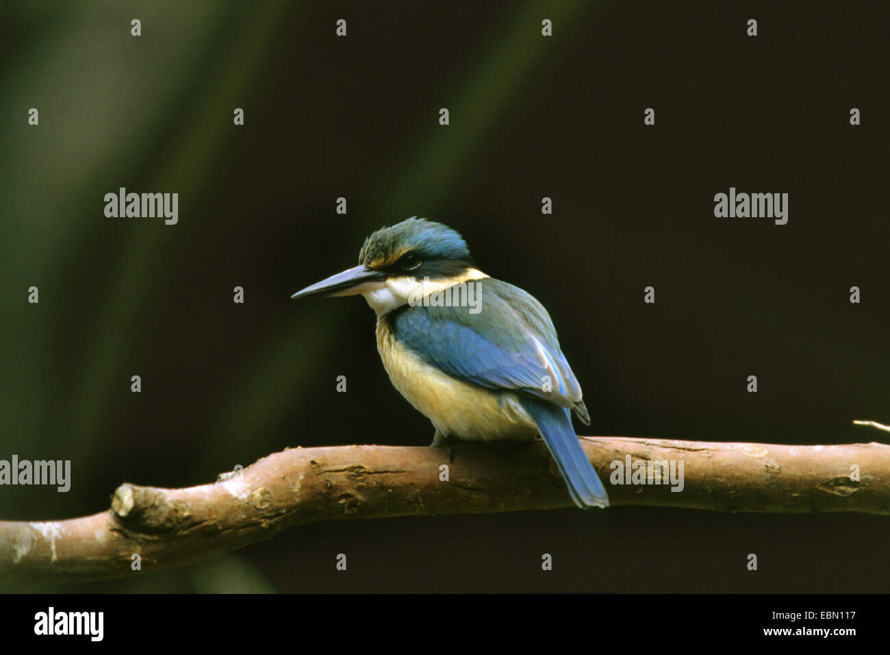 Sacred kingfisher (Halcyon sancta, Todiramphus sanctus), sitting on a ...
