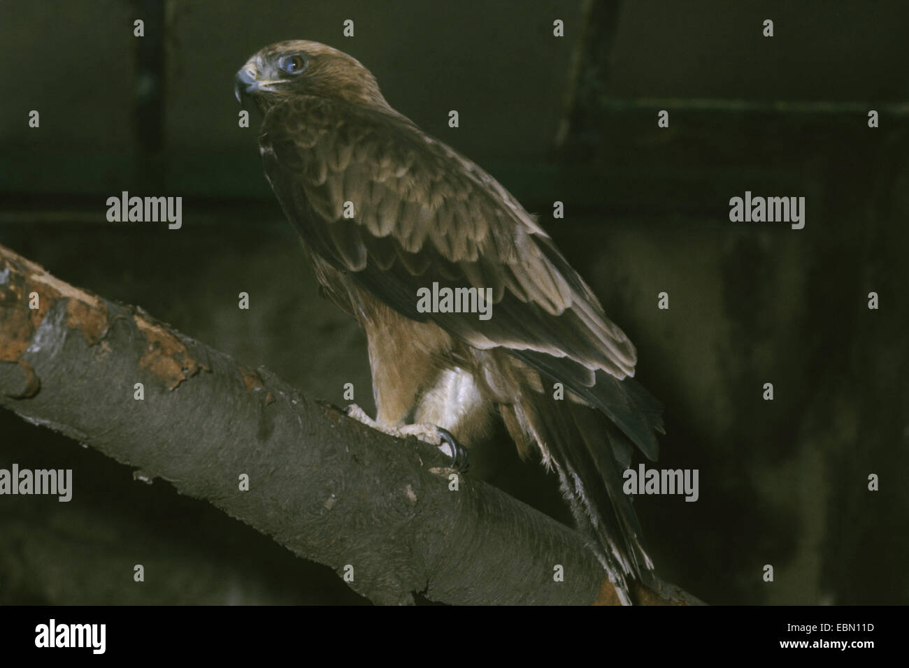 booted eagle (Hieraaetus pennatus), on a branch Stock Photo - Alamy