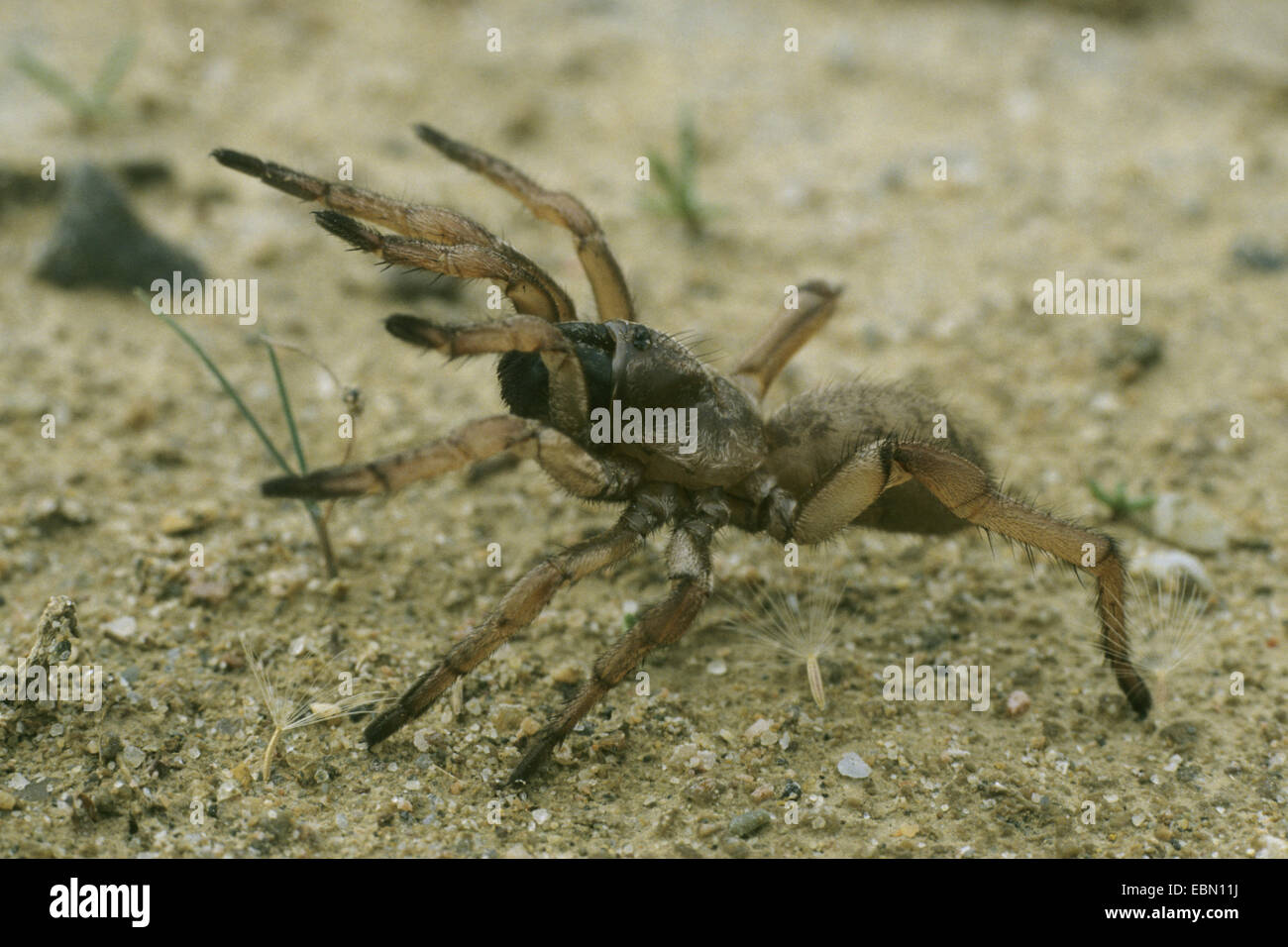 Trapdoor spider europe hi-res stock photography and images - Alamy