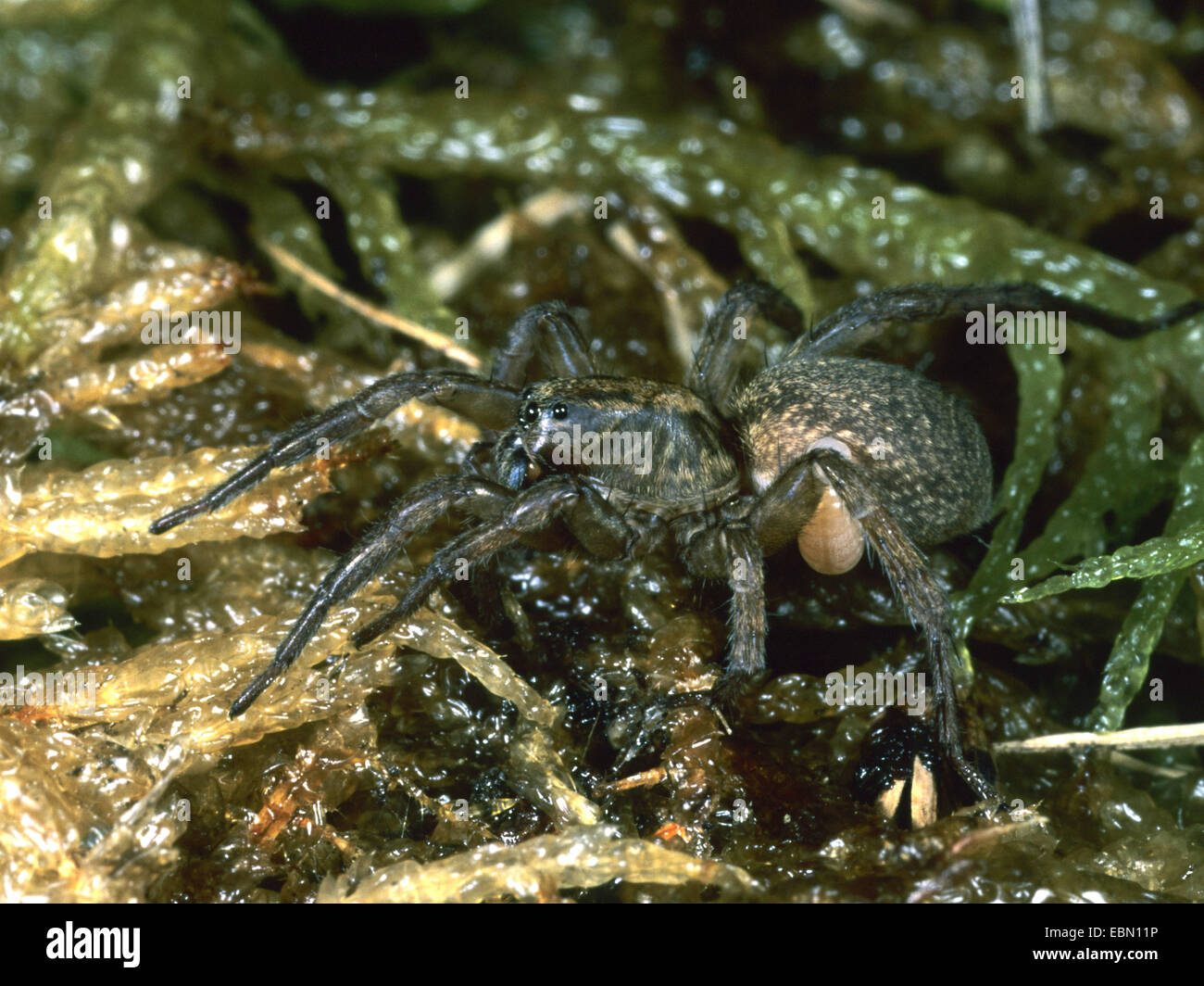 Rustic wolf spider (Trochosa terricola), with larva of an ichneumon fly ...