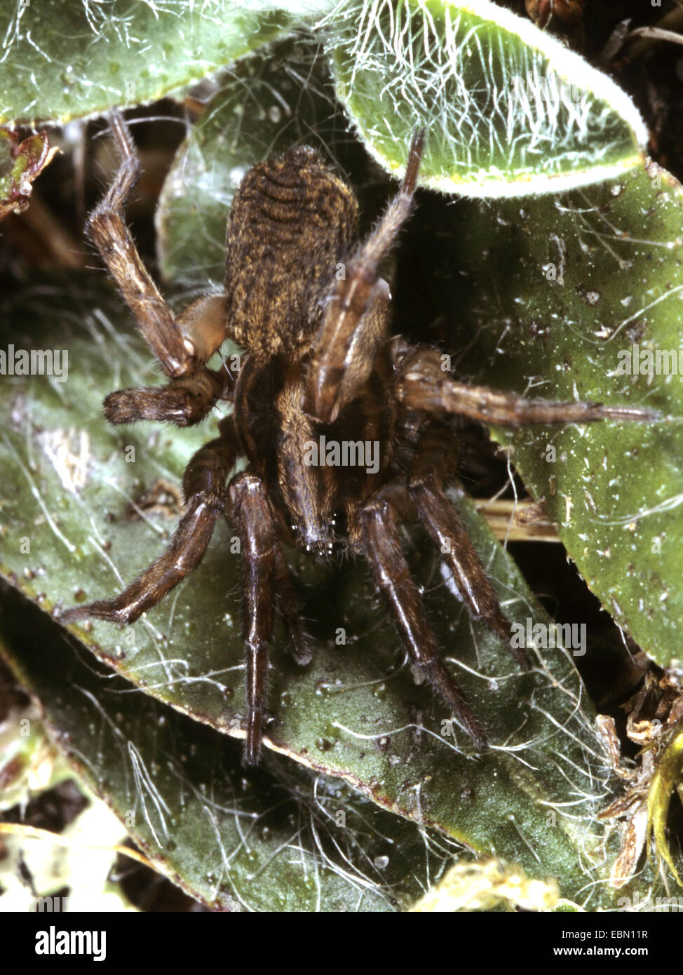 Rustic wolf spider (Trochosa terricola), on a leaf, Germany Stock Photo ...