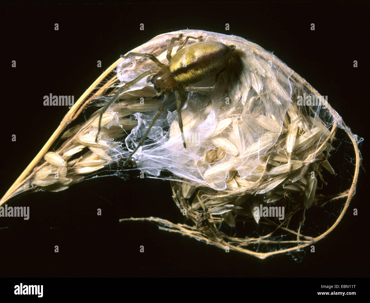 sac spider (Cheiracanthium erraticum), on its web, Germany Stock Photo ...