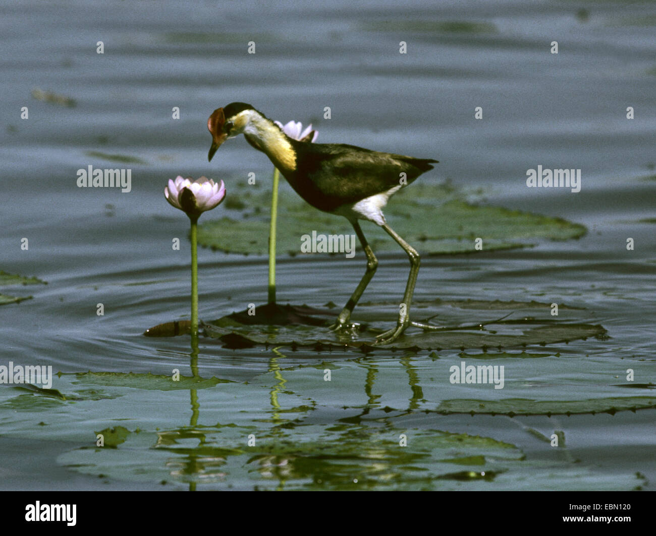 Comb-crested jacana (Irediparra gallinacea, Metopidius gallinacea ...