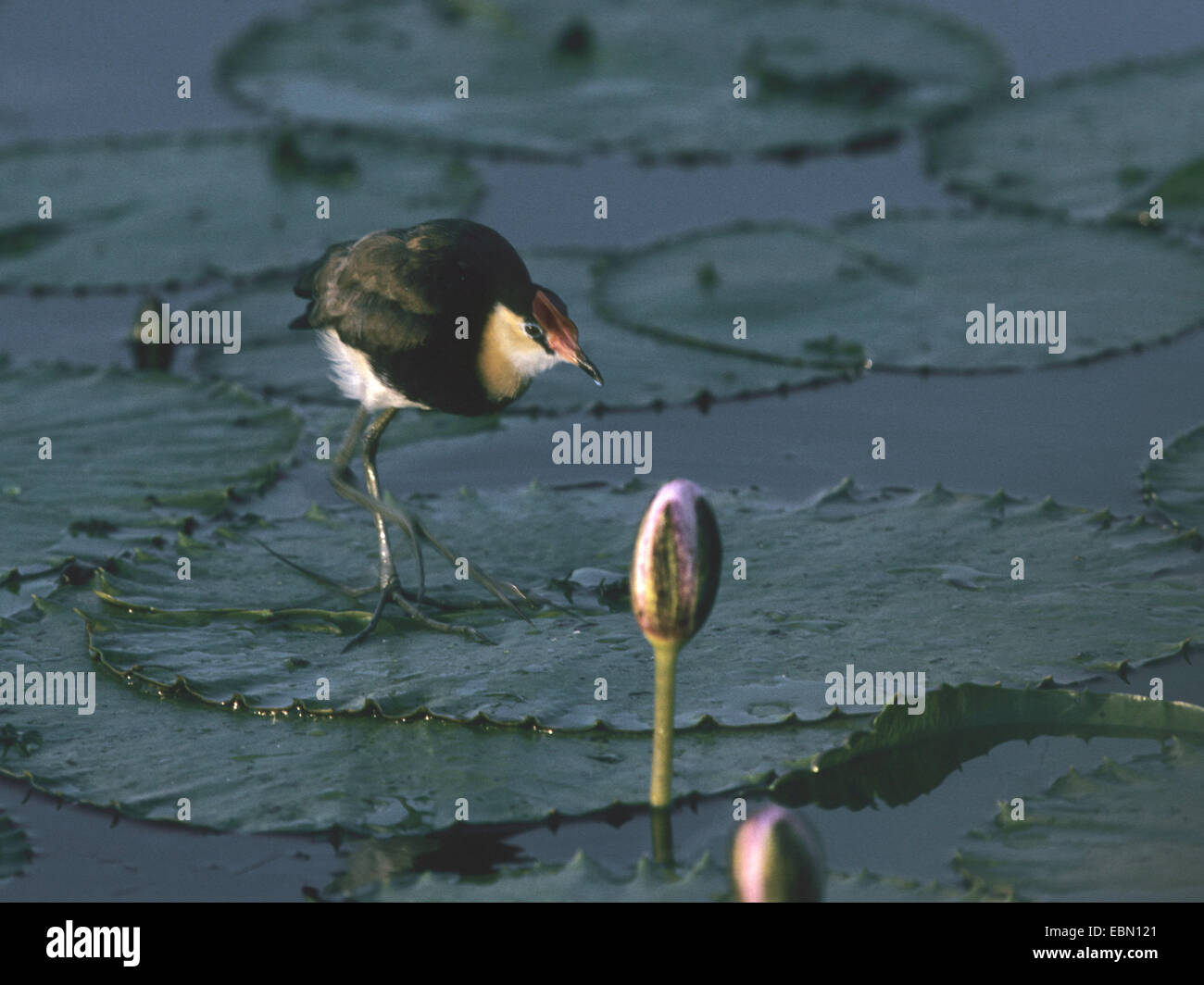 Comb-crested jacana (Irediparra gallinacea, Metopidius gallinacea ...