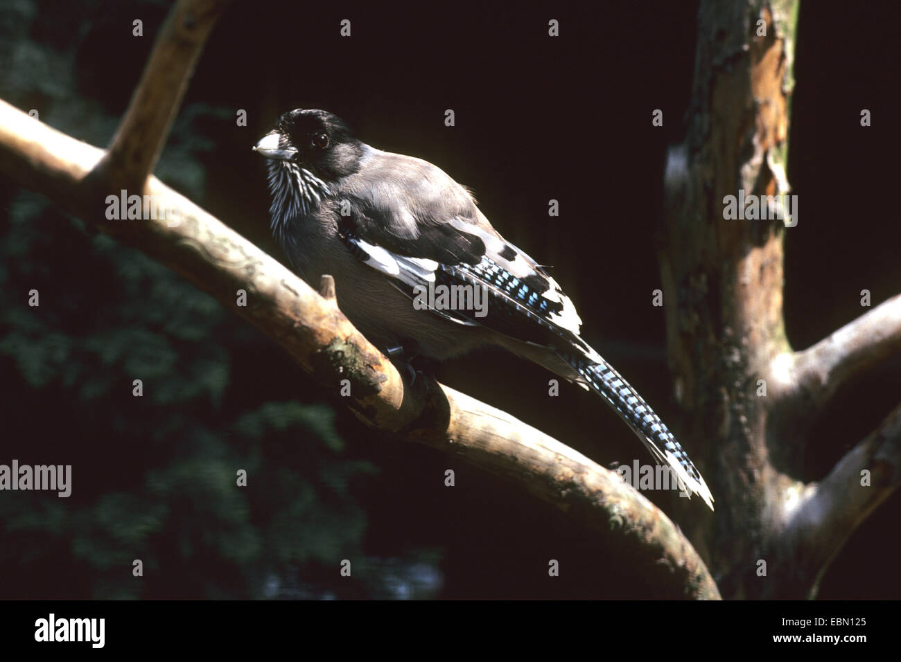 Lanceolated jay hi-res stock photography and images - Alamy