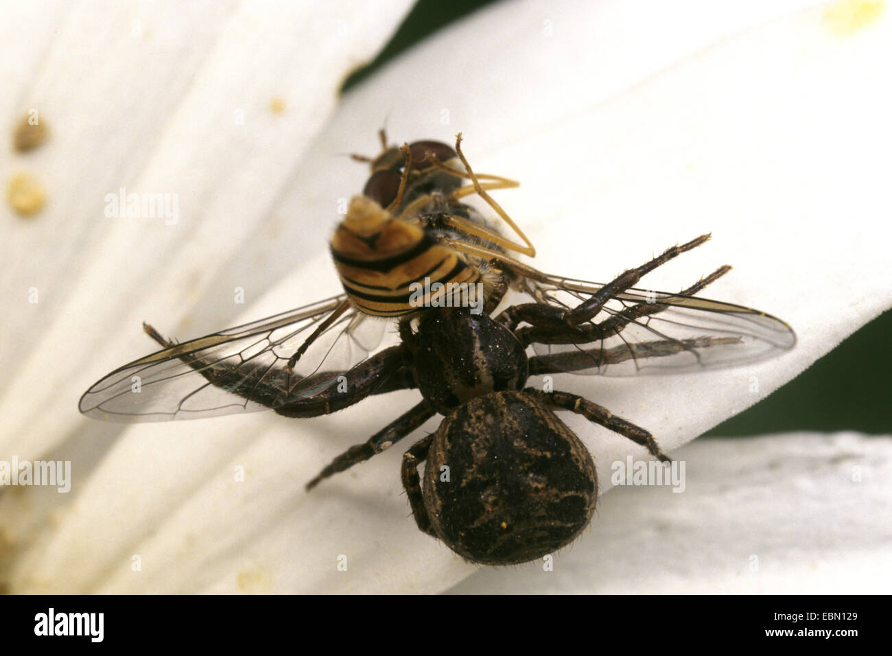 Crab spider xysticus kochi hi-res stock photography and images - Alamy