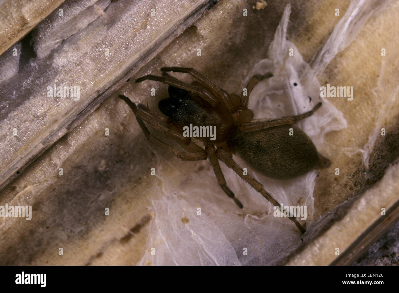 Clubiona spider hi-res stock photography and images - Alamy