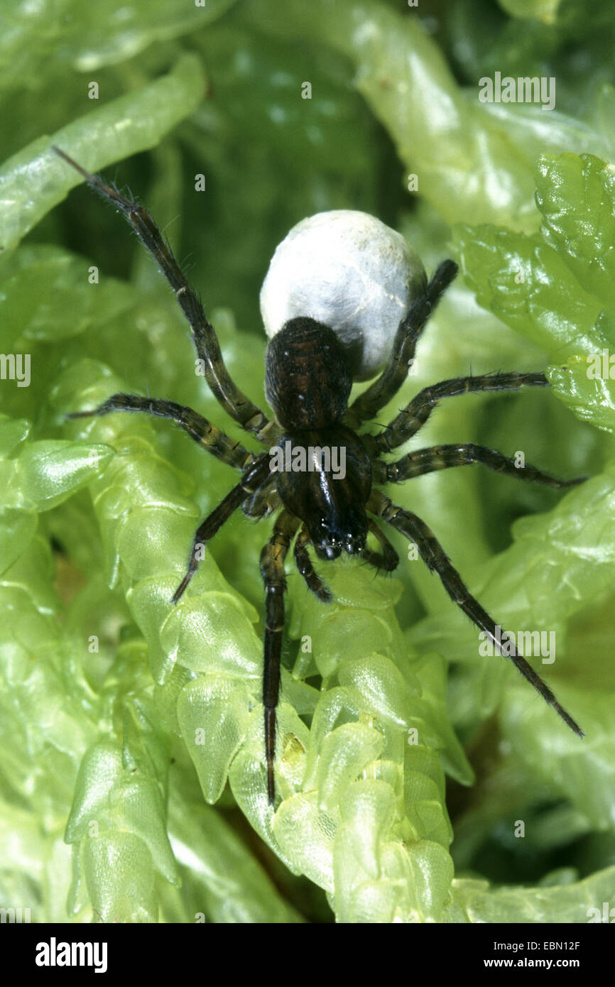 Jumping cocoons hi-res stock photography and images - Alamy