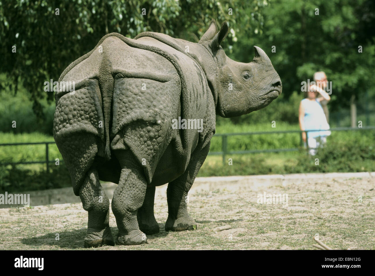 Indian rhino behind hi-res stock photography and images - Alamy
