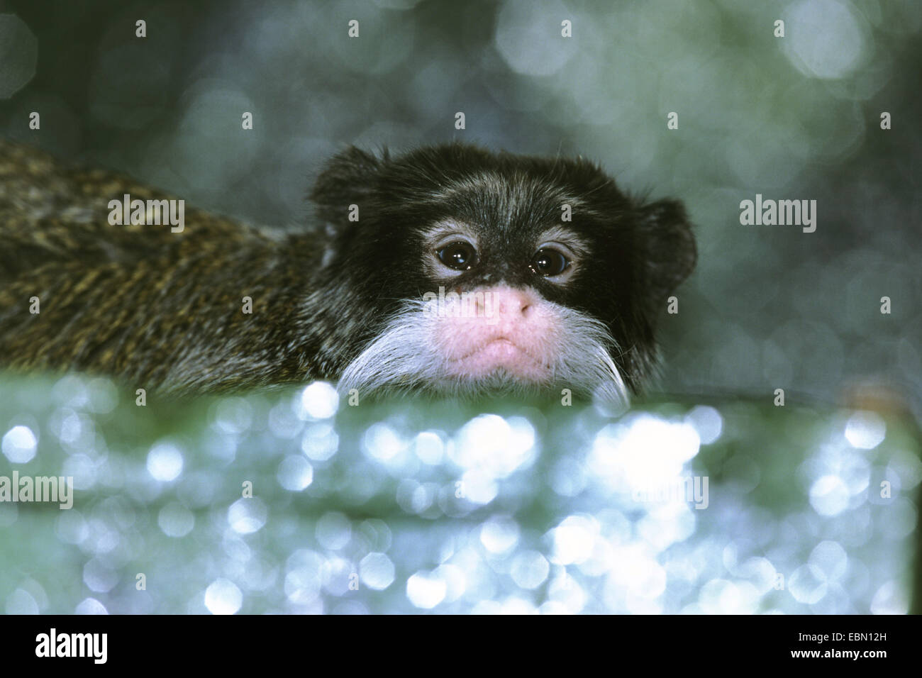Emperor tamarin (Saguinus imperator), portrait Stock Photo - Alamy