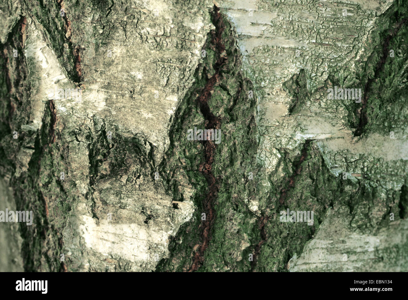 gray birch (Betula populifolia), bark Stock Photo - Alamy