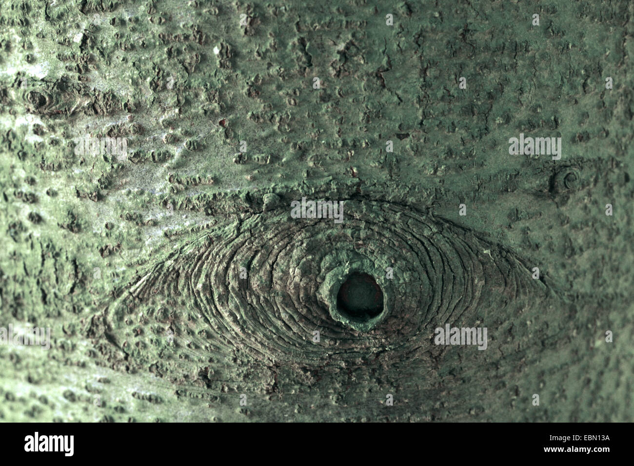 Alpine fir, subalpine fir, white balsam fir (Abies lasiocarpa), bark ...