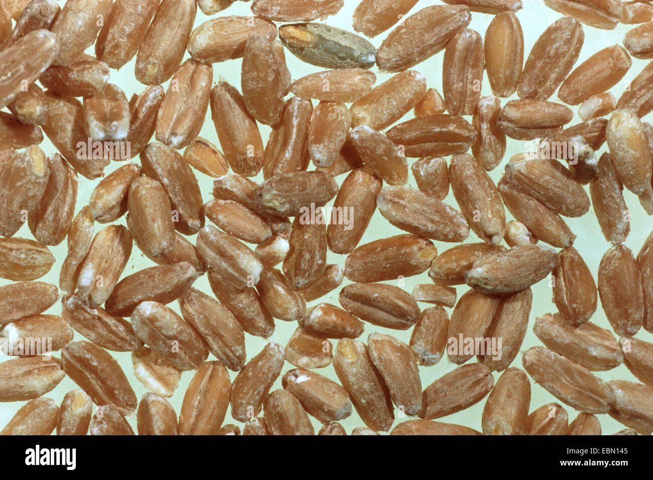 Spelt wheat triticum spelta hi-res stock photography and images - Alamy