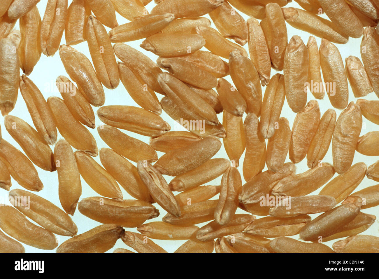 Collecting wheat grains hi-res stock photography and images - Alamy