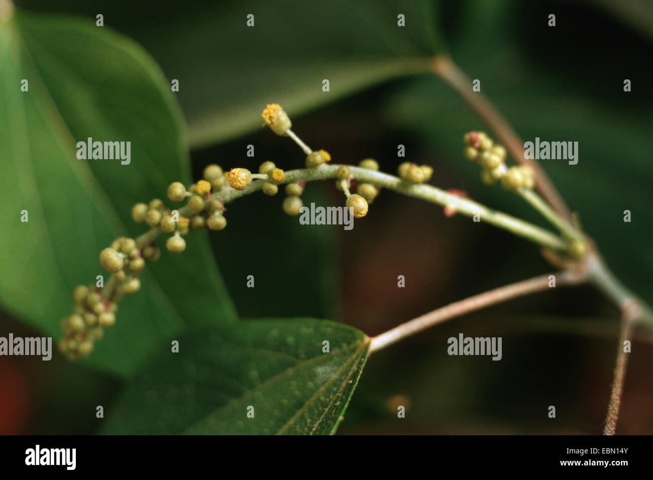 kamala (Mallotus philippinensis), inflorescence Stock Photo - Alamy