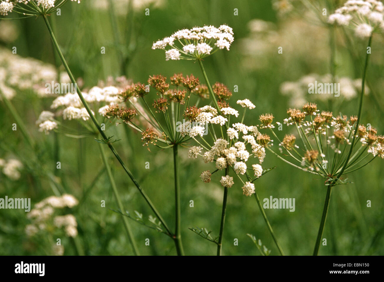 Hemlock water dropwort hi-res stock photography and images - Alamy