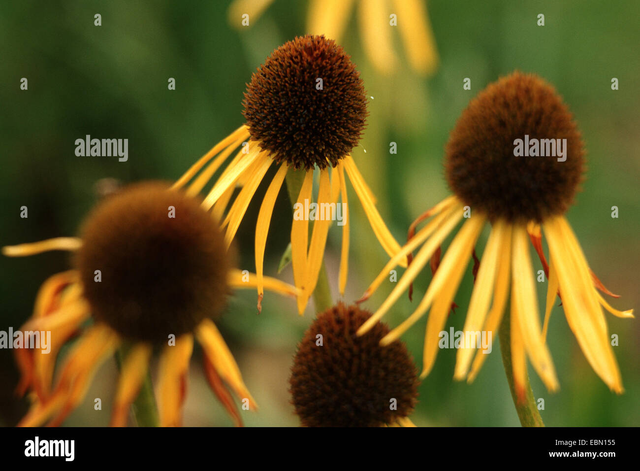 Echinacea paradoxa hi-res stock photography and images - Alamy
