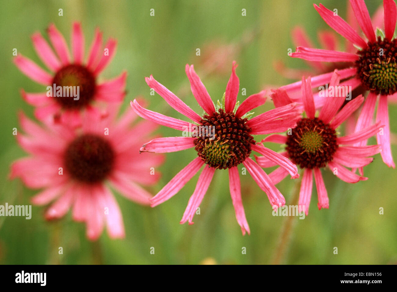 Tennessee coneflower echinacea tennesseensis hi-res stock photography ...