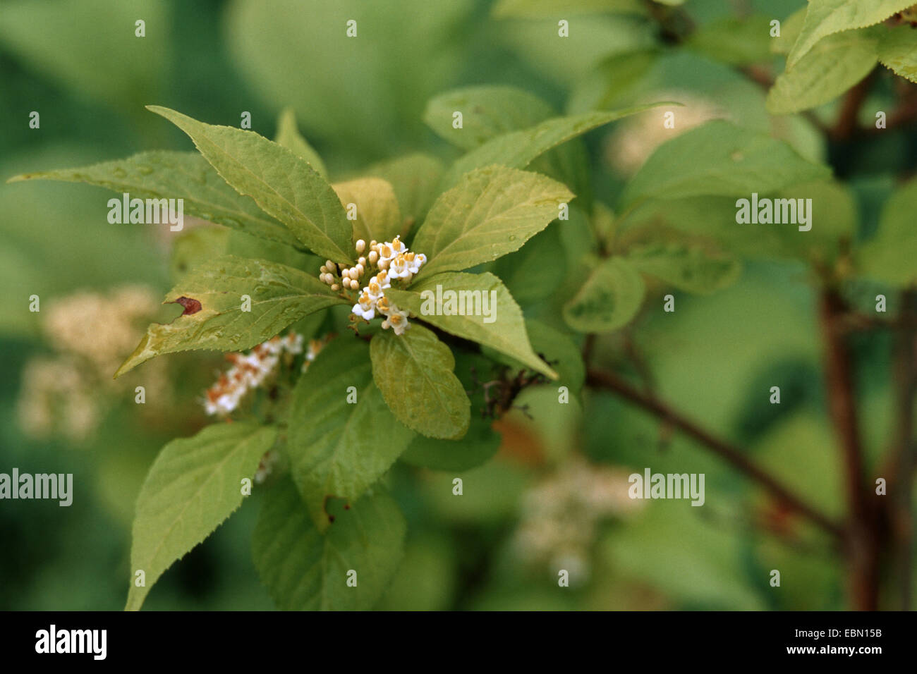Japanese beautyberry (Callicarpa japonica 'Leucocarpa', Callicarpa ...