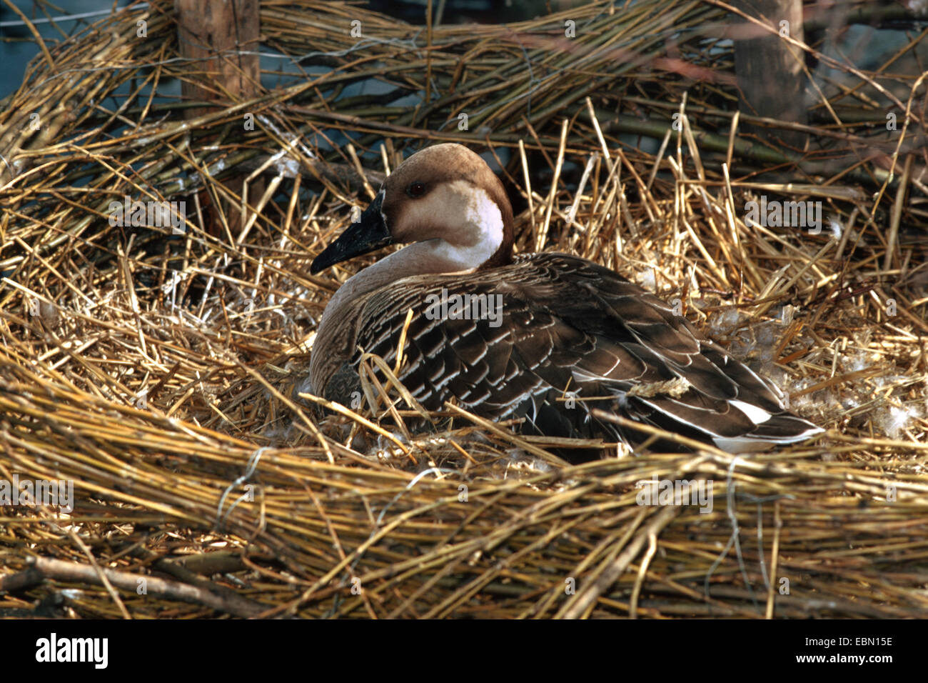 Swan Goose, Brown African Goose (Anser cygnoides), breeding female ...