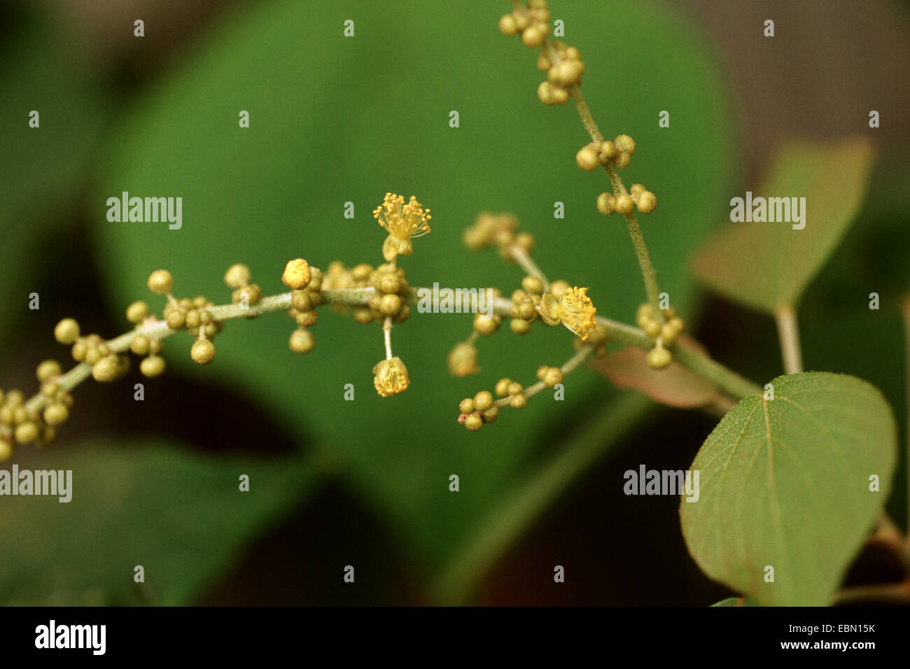 kamala (Mallotus philippinensis), inflorescence Stock Photo - Alamy