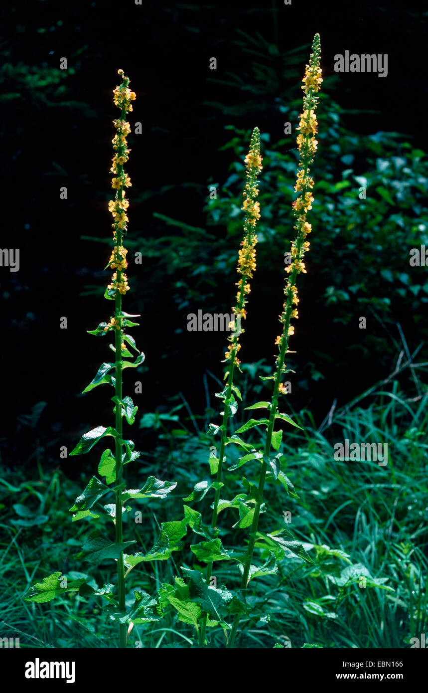 black mullein (Verbascum nigrum), blooming, Germany Stock Photo - Alamy