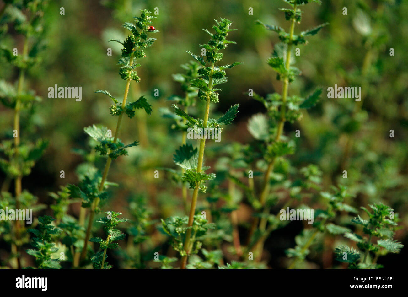 burning nettle, small nettle, lesser nettle (Urtica urens), blooming ...