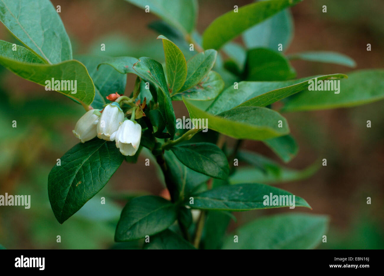 high blueberry, highbush blueberry, swamp blueberry (Vaccinium ...
